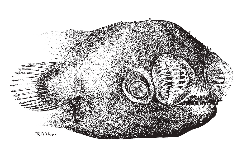 Любовь до гроба • Анастасия Шешукова • Научная картинка дня на ...