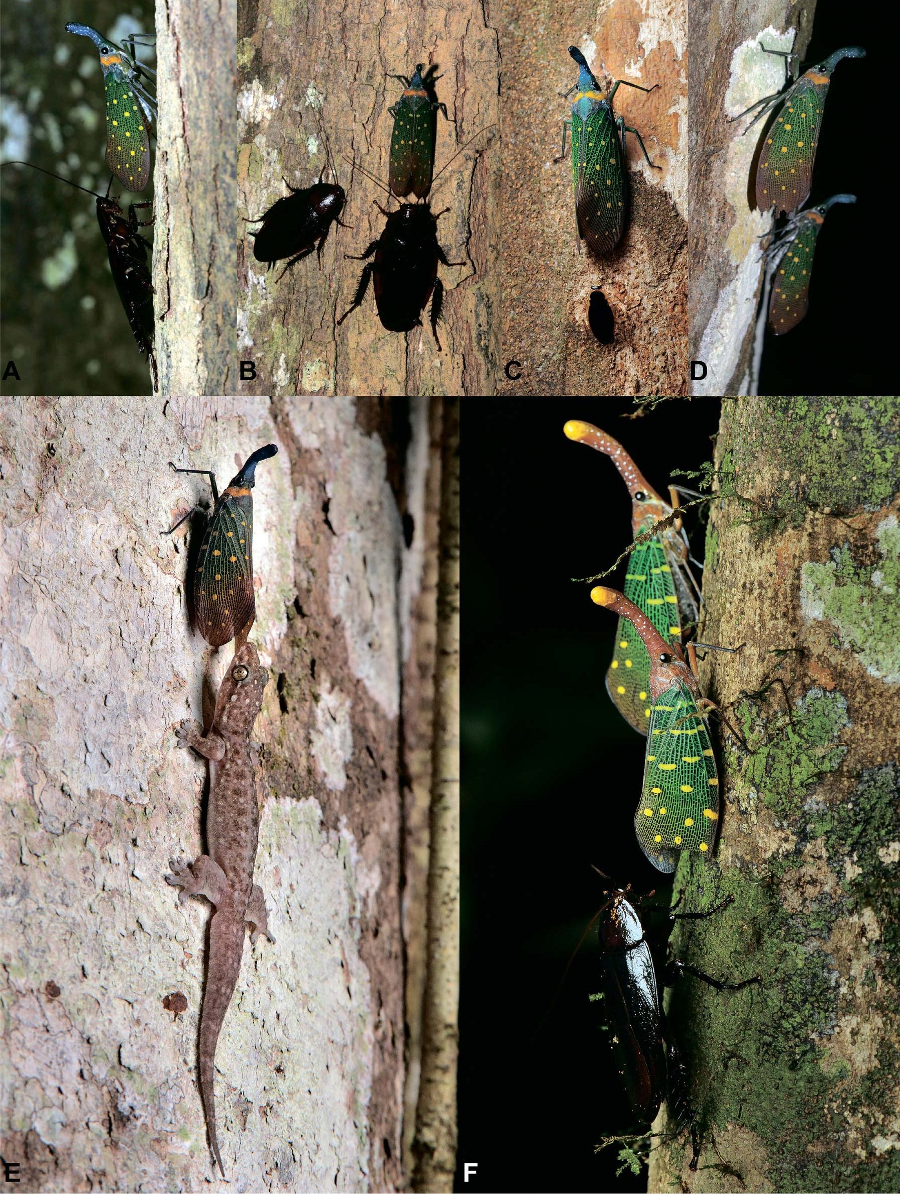 Сладкие фонарницы • Алексей Опаев • Научная картинка дня на «Элементах ...